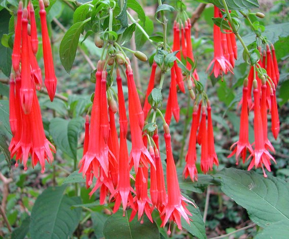 Fuchsia , nombre común o vulgar Fucsia; Aljaba; Aljava; Flor de arete ...