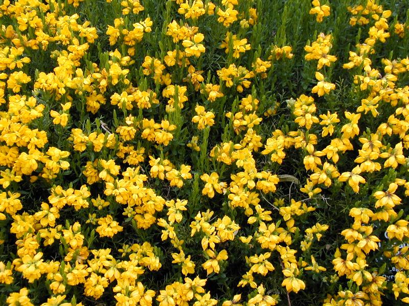 Genista cinerea : El Mundo y sus Plantas