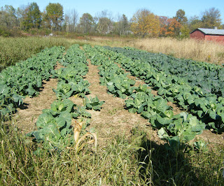 Oh Food!: CONUCO FARM (Part II)