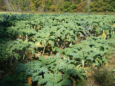 Oh Food!: CONUCO FARM (Part II)