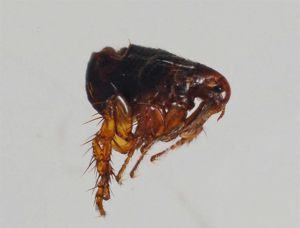 Jornal dos Bichos - Animal em Fatos, vídeos e fotos: Top 5 animais da terra