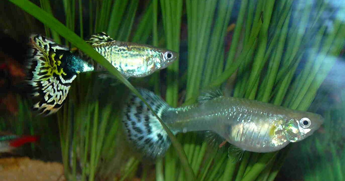 Amantes da Biologia Com Prof. Alan Calvet: Biologia do Lebiste ou ...