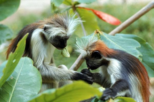 Jornal dos Bichos - Animal em Fatos, vídeos e fotos: Macacos Colobos ...