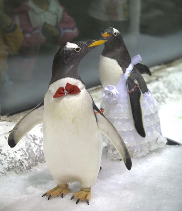 Jornal dos Bichos - Animal em Fatos, vídeos e fotos: Casamento de ...