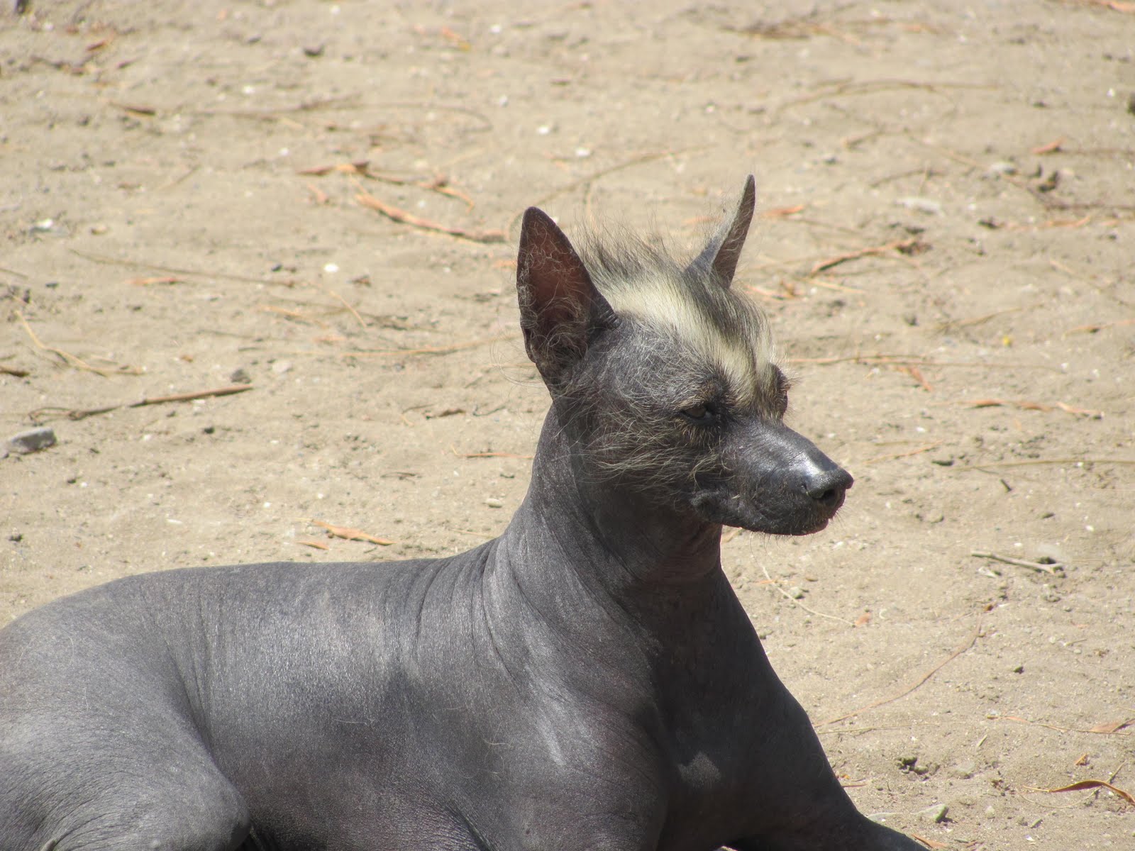 Peru: Peruvian Dog
