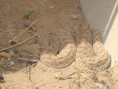 Life: Desert Snake in Iraq!