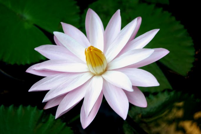 Ontel Bicycle modification: bunga teratai di alam kulkul kuta bali