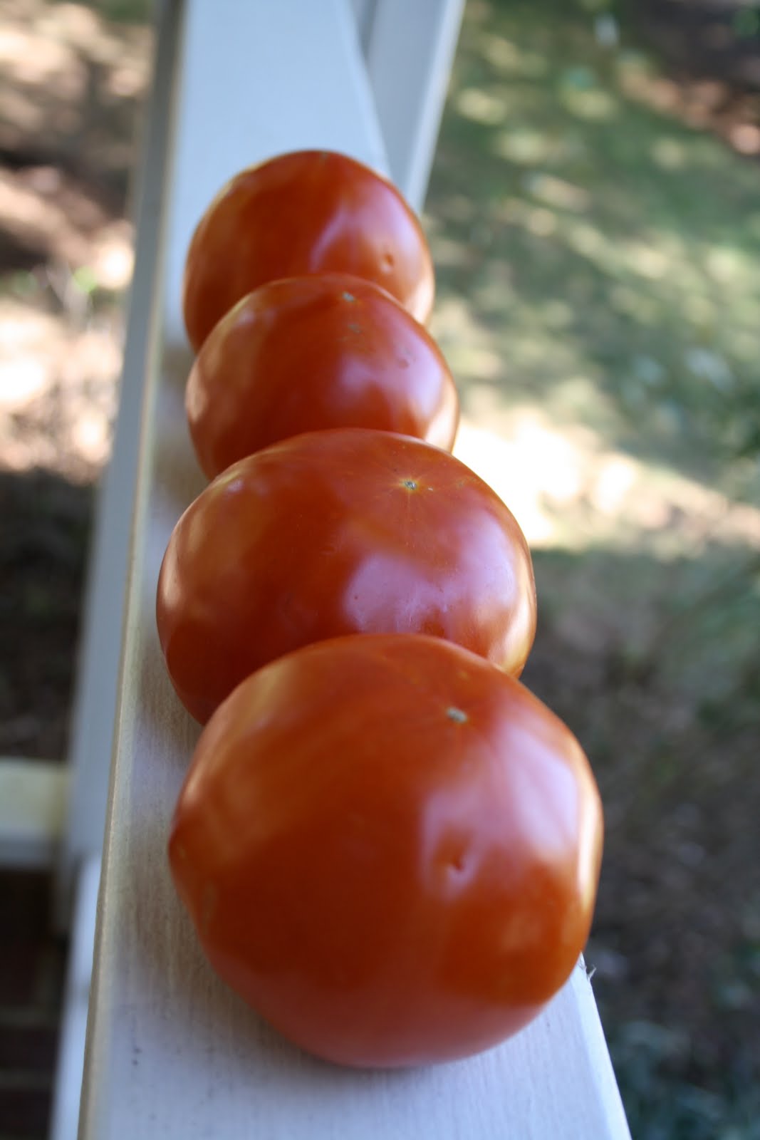 Finding Tasty: Tomato Concasse