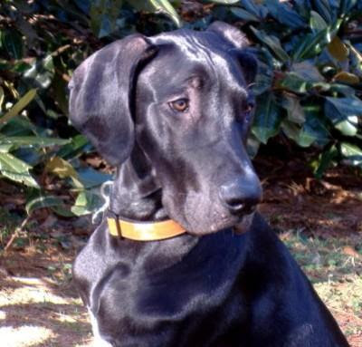 Top Dog Blog!: Basic Breed Information – 3