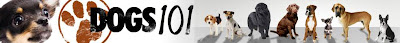 Top Dog Blog!: Dogs 101