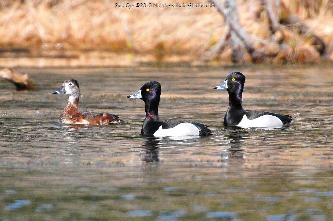 Northern Maine Birds: Northern Maine Birds 1-13 April 2010