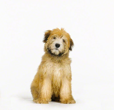 Sharon Montrose - Commercial Animal Photographer, Dog Pictures, Dog ...