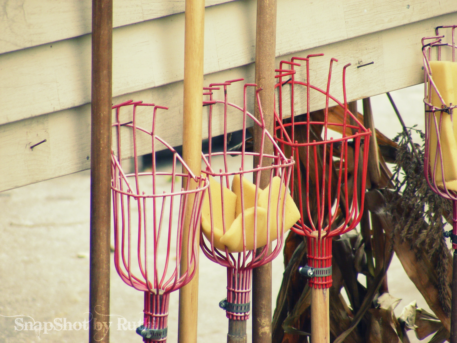 RuthinianGregoire: PYO Apple