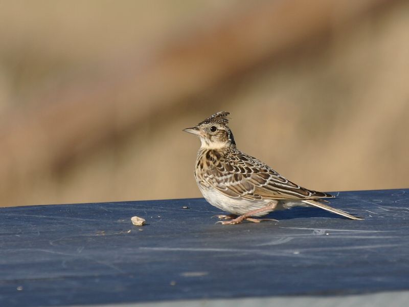 LAS AVES DE GARCIA BAQUERO: ALONDRA COMUN