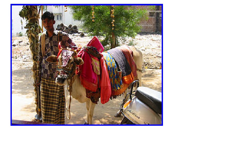 Roasted Groundnuts: Kole Basava, ( the tamed bull)