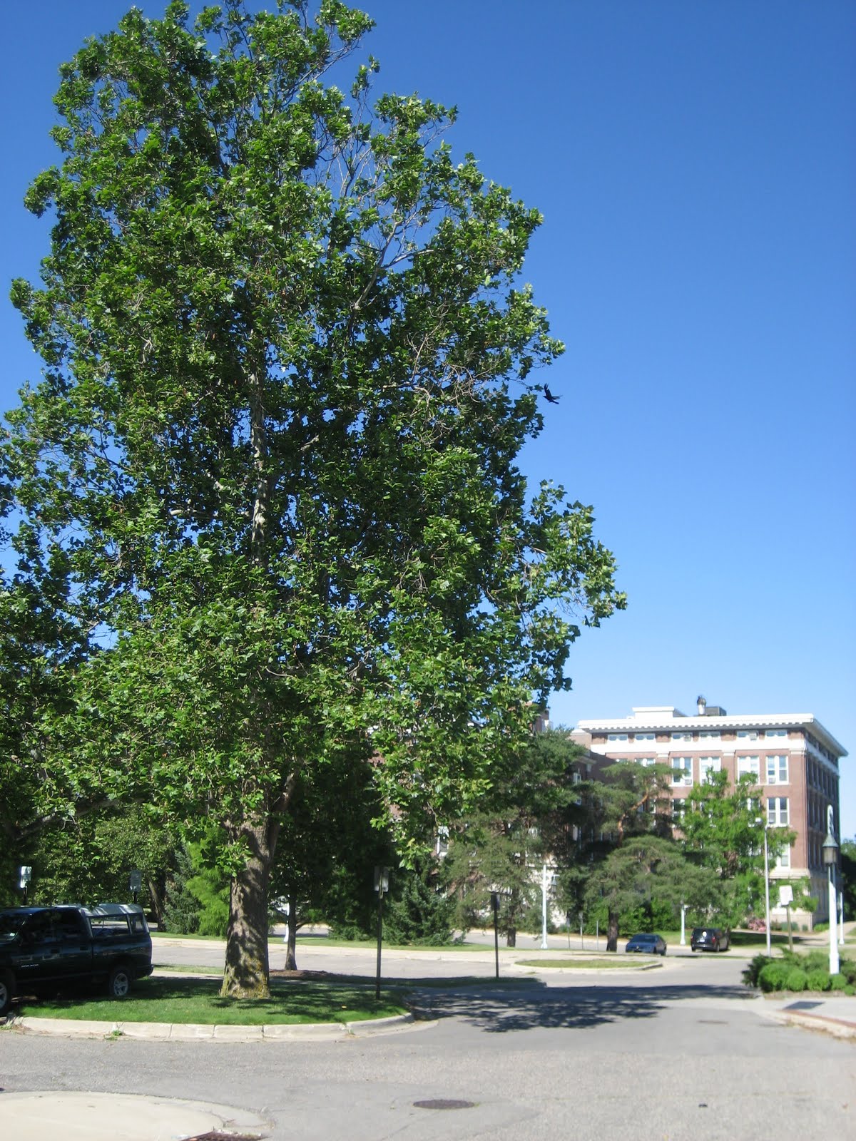 Oak Openings and Observations: The Sycamores of Michigan State