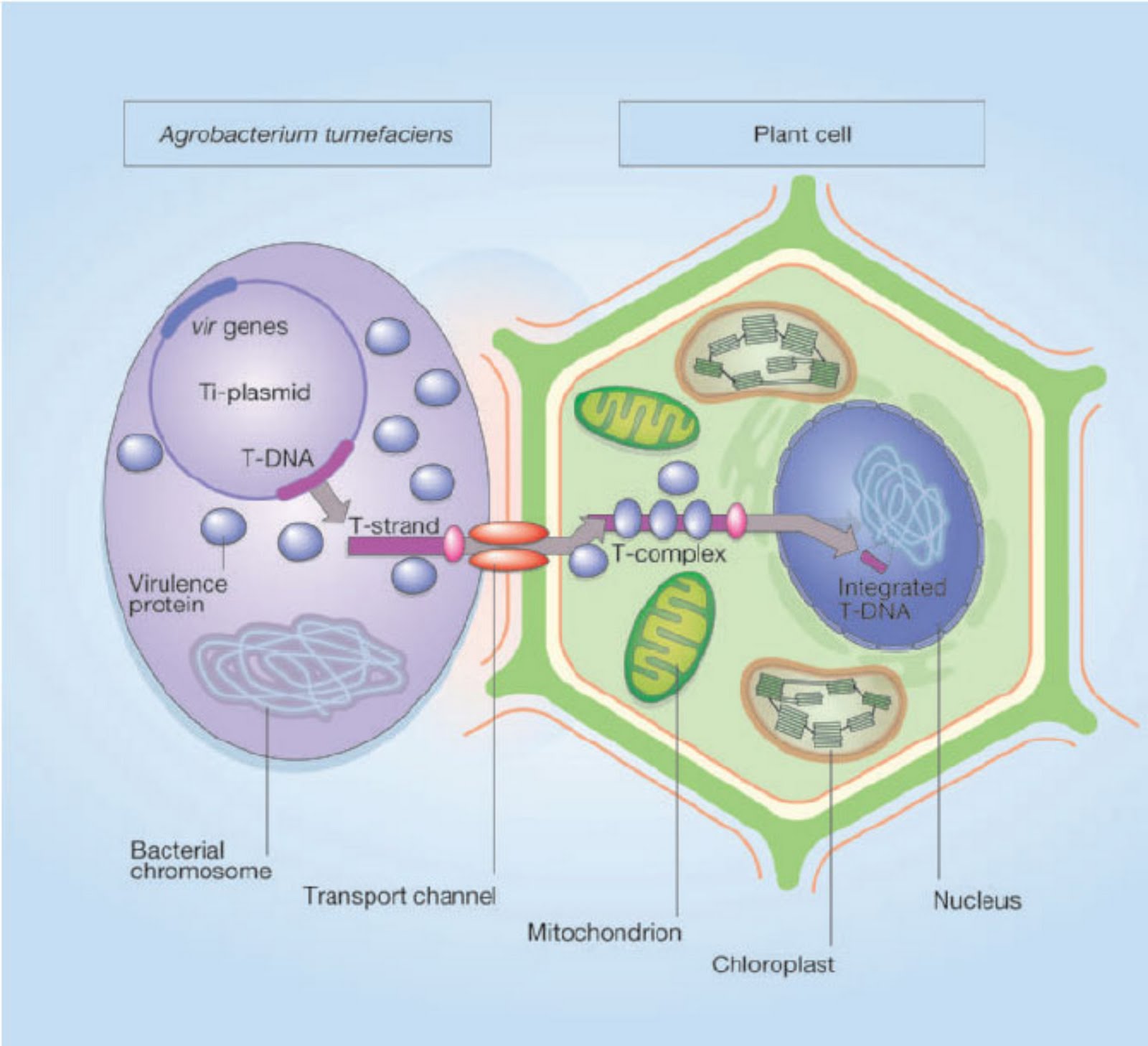bioteknologi: Penyisipan Gen Cry 1Ab Tanaman Transgenik pada Padi yang ...