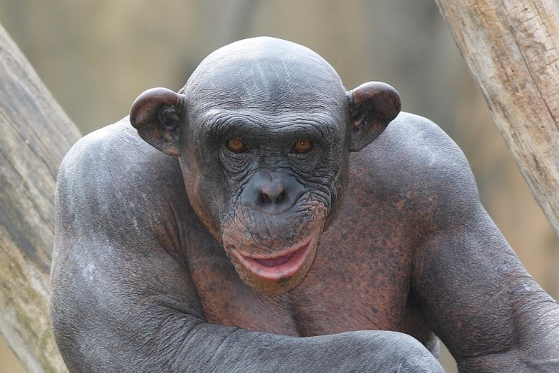 Hairless Chimps Pictures