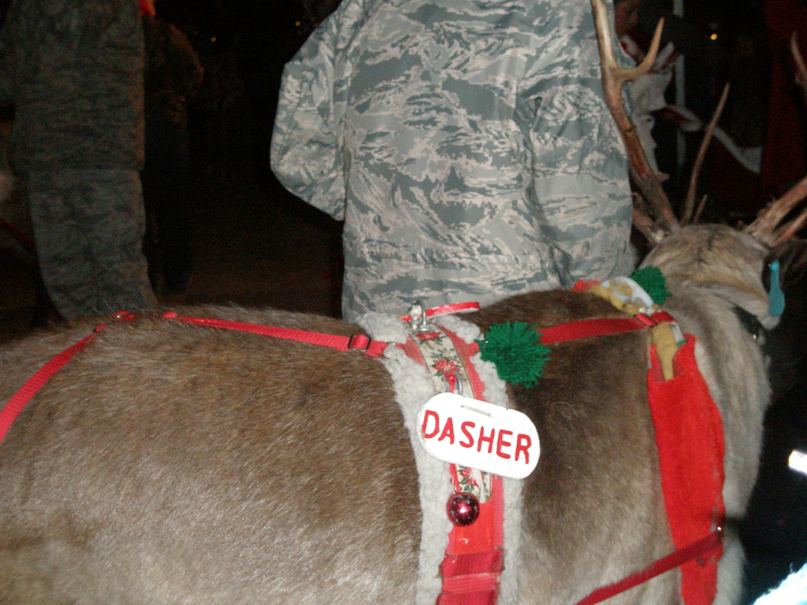 M and T's Alaskan Adventure: REAL Reindeer!!!!!!