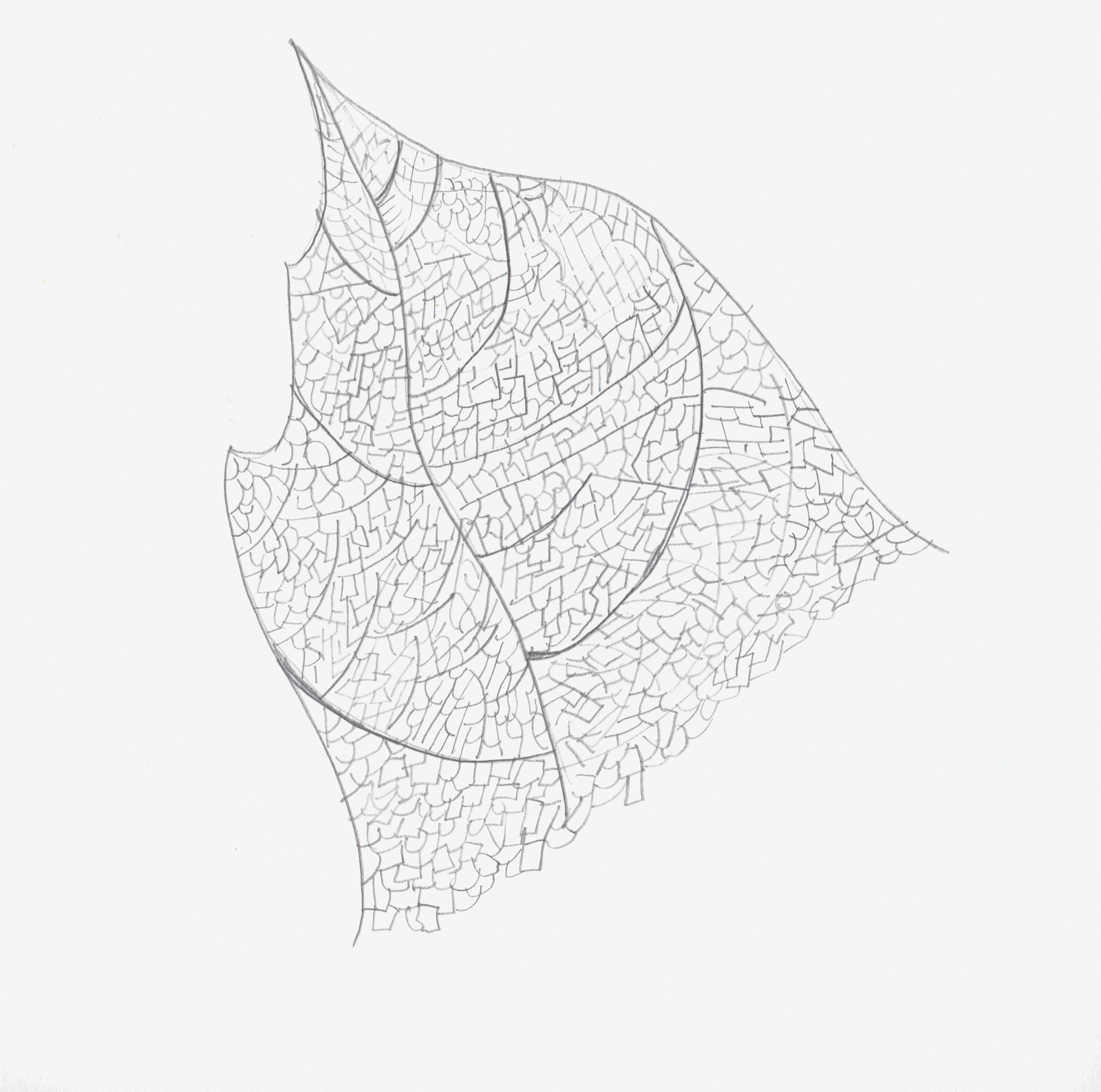 Laurens Blog: Most Successful Leaf Drawings in Observational Notebook