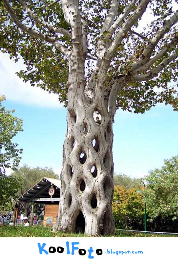 kata meeta photos: Funny Trees