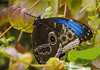 The Most Beautiful Butterflies ~ BEAUTIFUL!