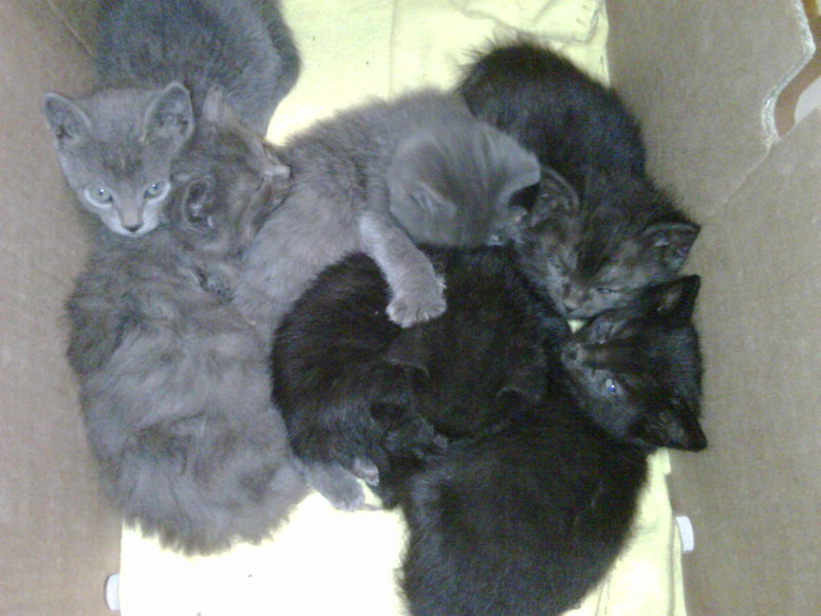 Adopción Gatos Córdoba Argentina: BUSCAN HOGAR Y necesitan donaciones ...