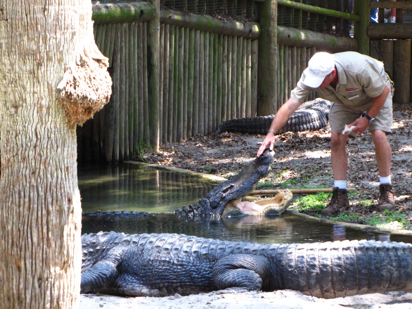 Family American Style: The Alligator Farm and alligator feeding