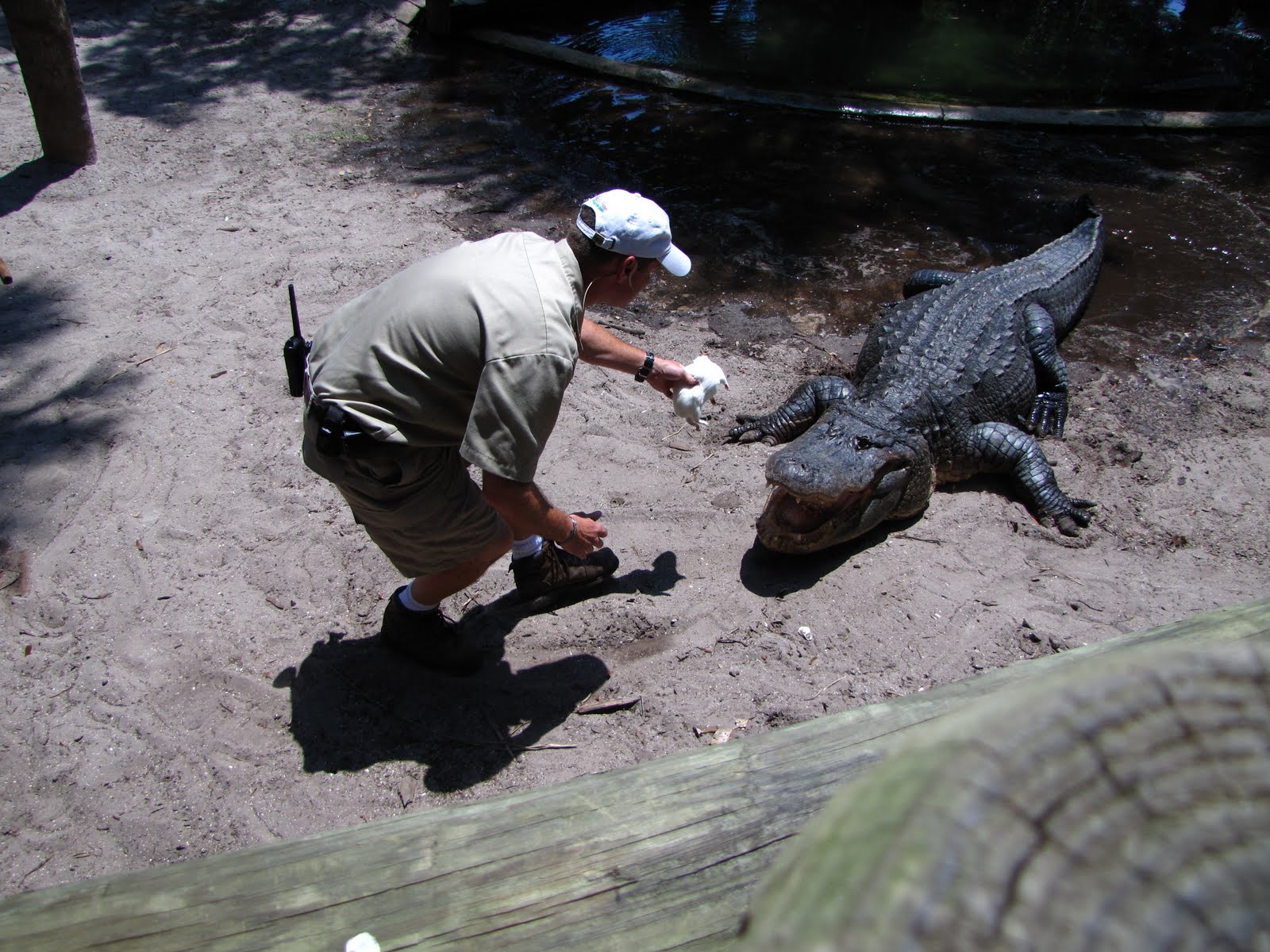 Family American Style: The Alligator Farm and alligator feeding