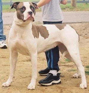 Alapaha Blue Blood Bulldog