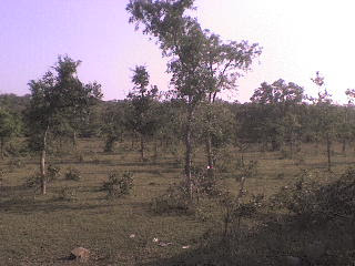 Srisailam photos: Photos of Bilva vanam at Srisailam