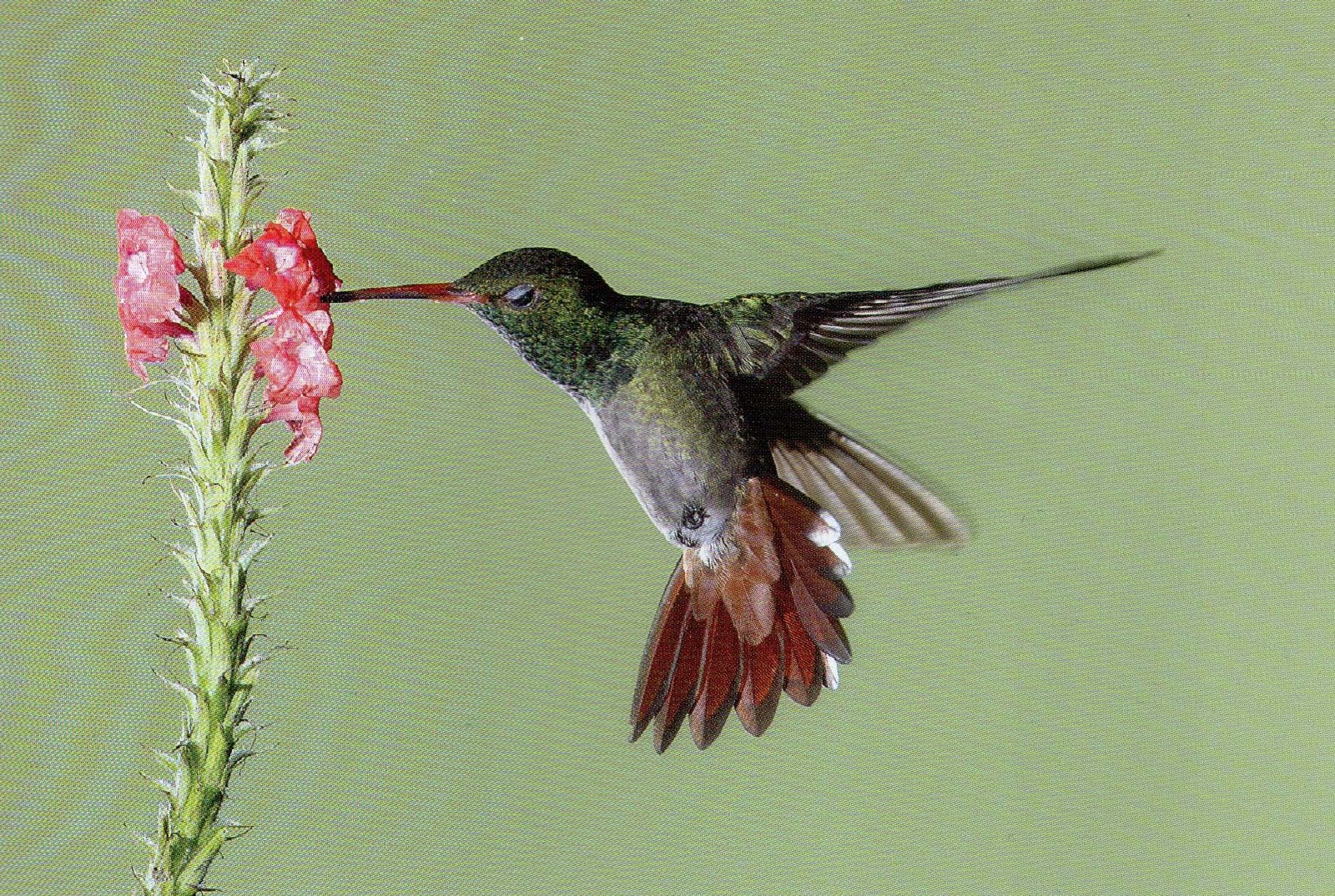 Biomimesis Amanda Pacheco: EL COLIBRI
