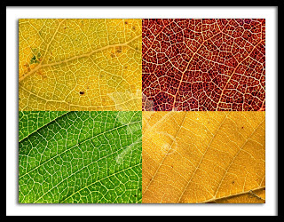 FOTOGRAFIA ARTISTICA: Elementos morfológicos de la imagen