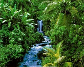 ECOLOU: La selva tropical húmeda, flora y fauna de Guatemala