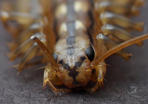 The animal kingdom: Arthropods