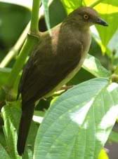 BREEDER CUCAK ROWO & MURAI BATU YOGYAKARTA: SUKU PYCNONOTIDEA ( CUCAK ...