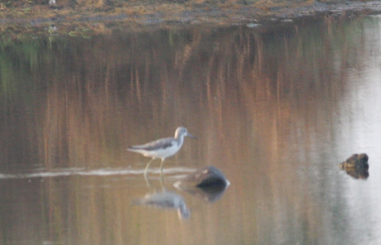 Travel magic: Birding on Palm Beach Road