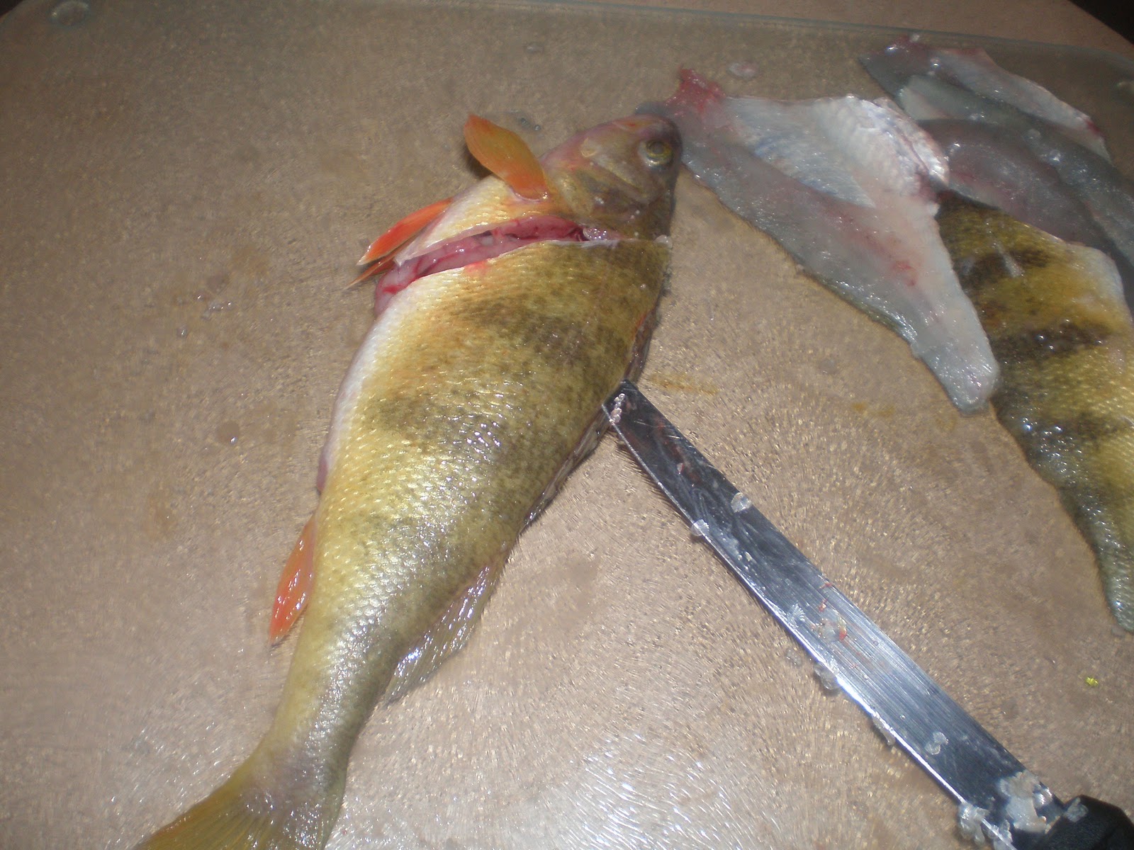 How to fillet a perch | The Metro Pioneer