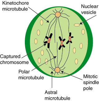 A-Team BioWiki Project: Mitosis: BioWiki Project Topic - MITOSIS
