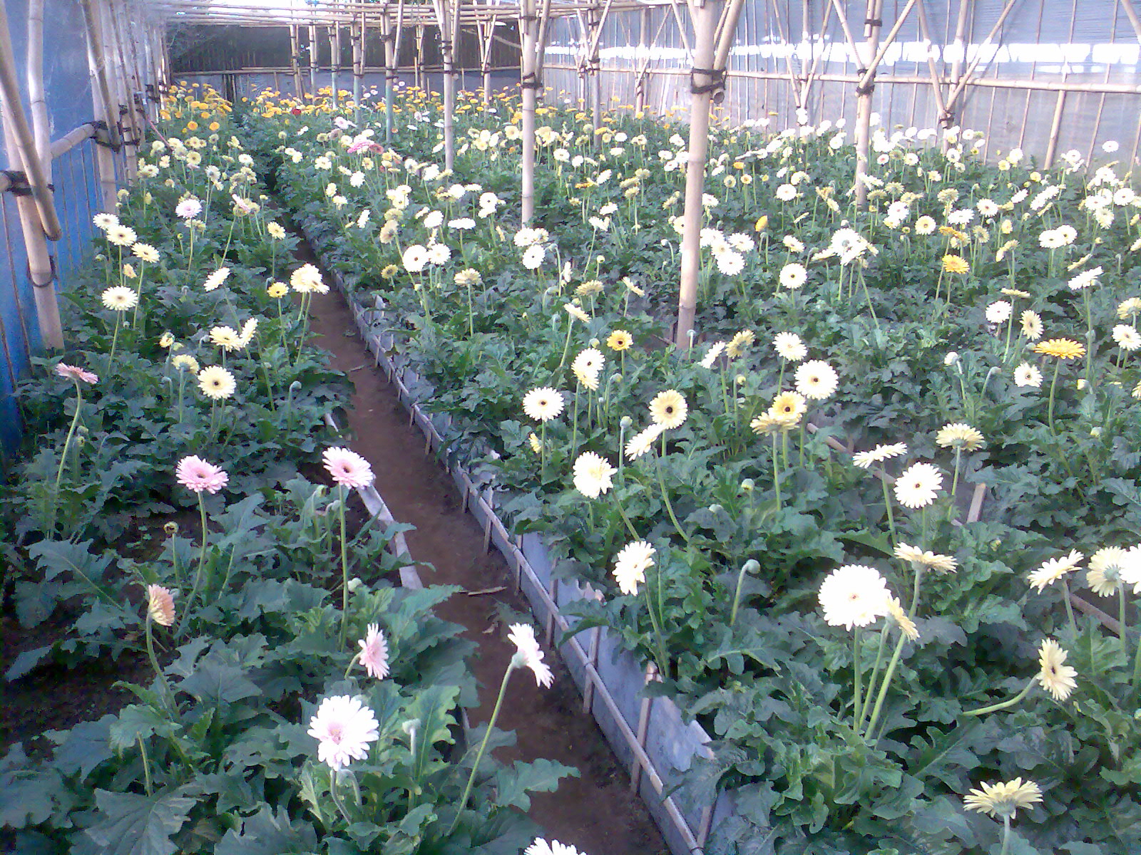 Budidaya Gerbera/Hebras (Gerbera jamensonii) - Yudieztira Farm