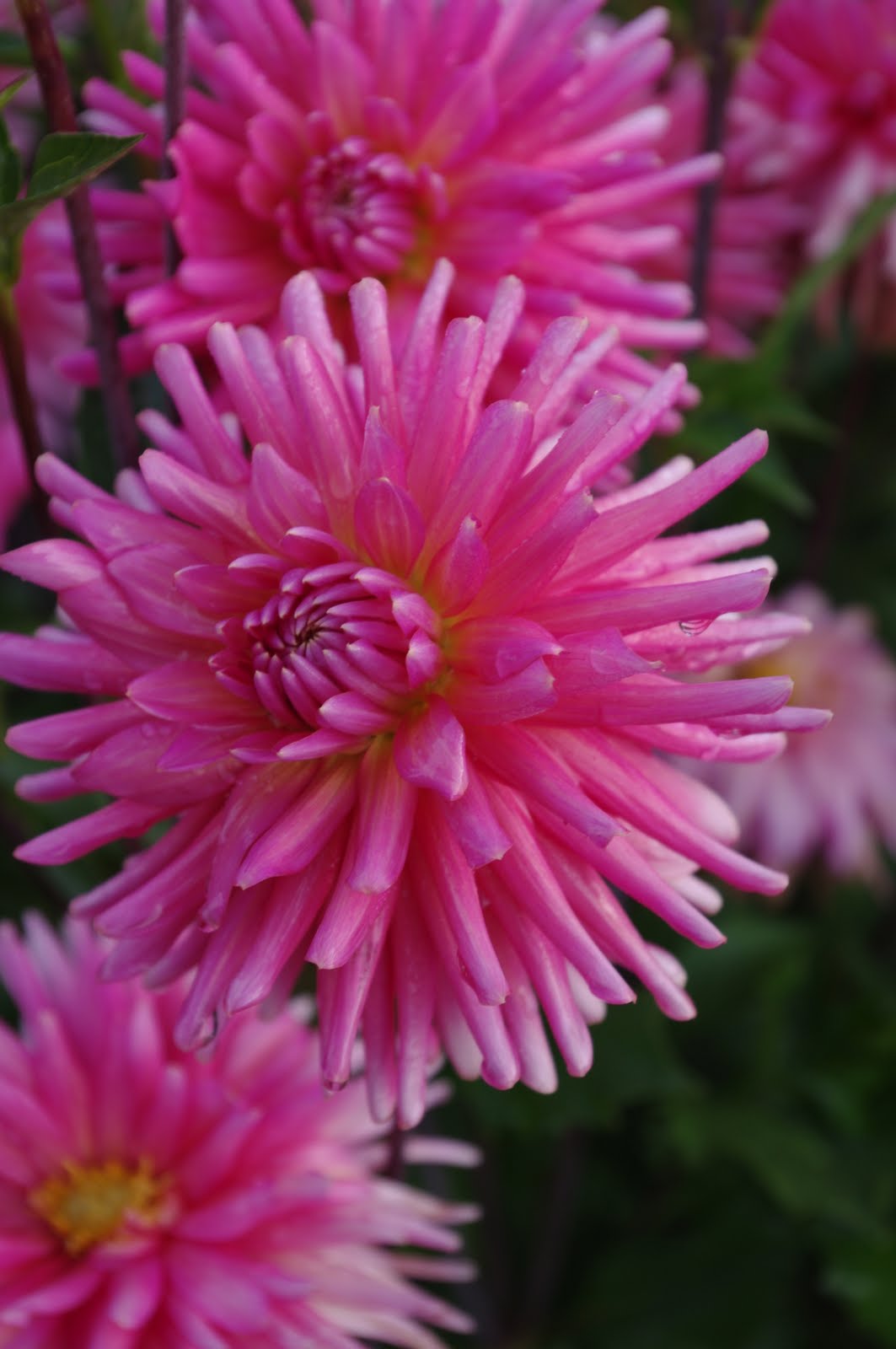 Thom Zehrfeld Photography : Swan Island Dahlias