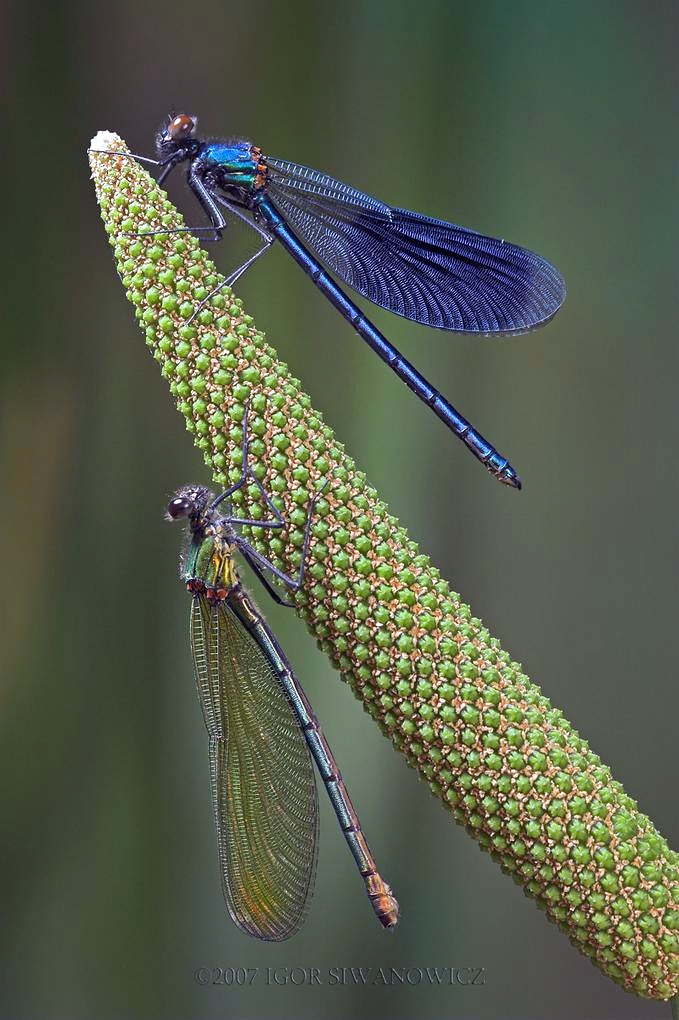 Amazing Microscopic Photography