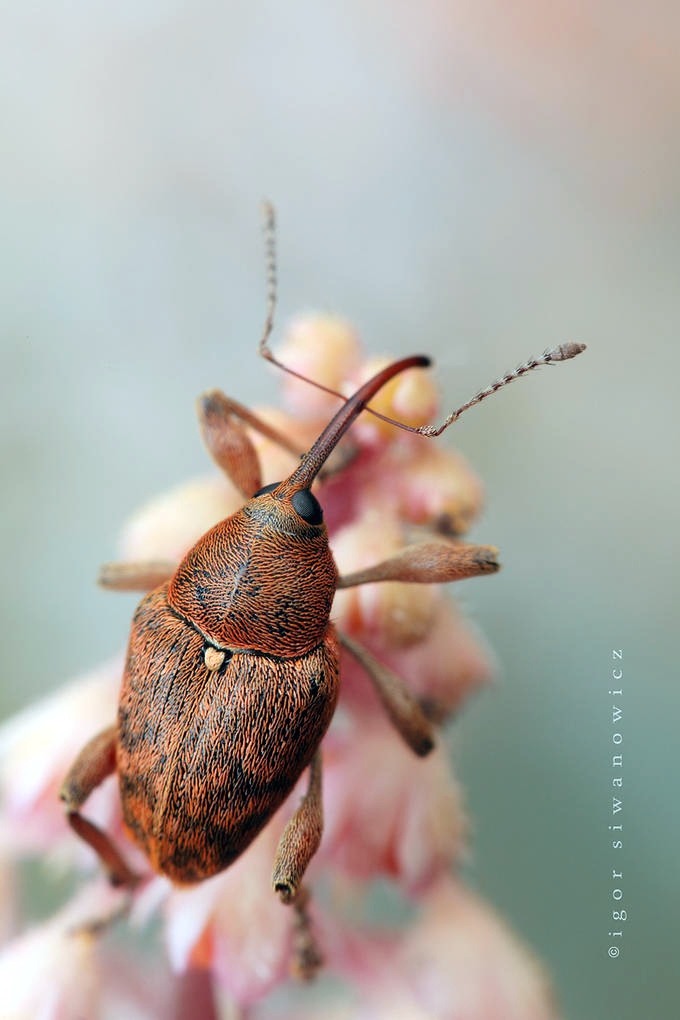 Amazing Microscopic Photography