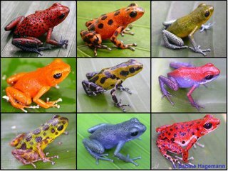 Animales: Ranas Venenosas