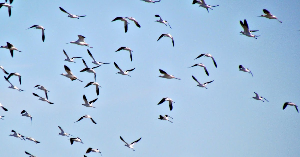 Adventures of a Vagabond Volunteer: Birds du Jour - at the Bolivar Jetty