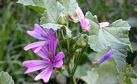 AROMATERAPIA BAHIA: MALVA propiedades curativas y emolientes
