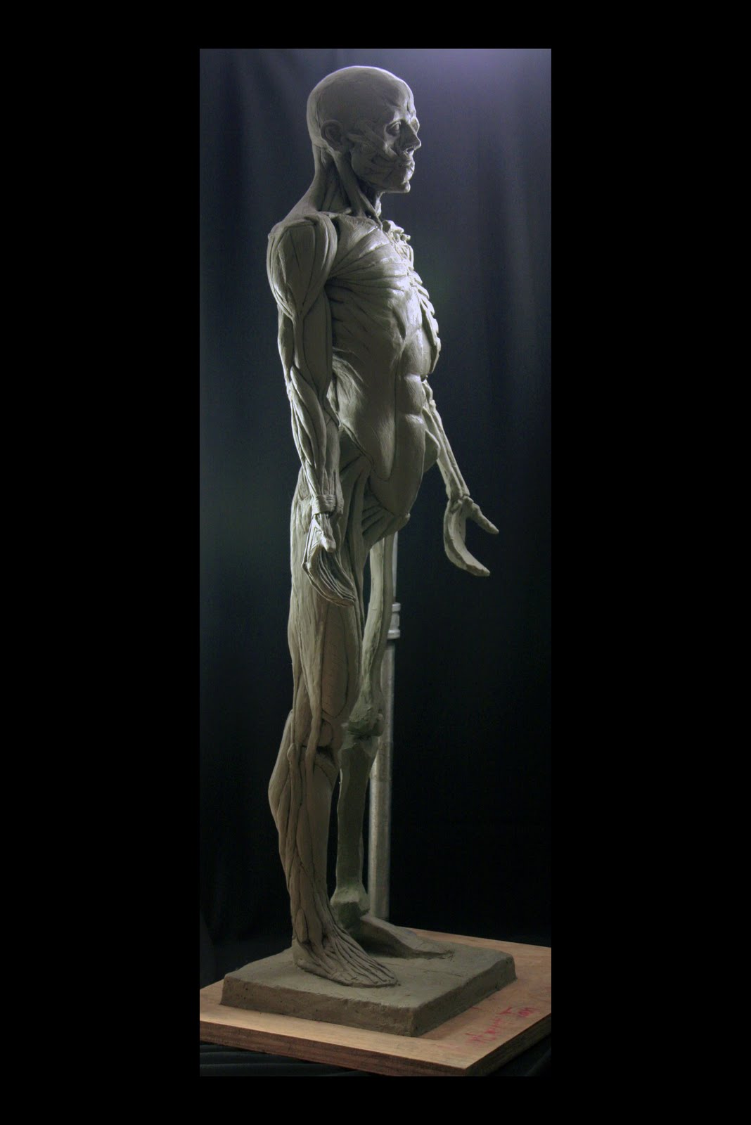 TANK's portfolio: My Ecorche sculpture