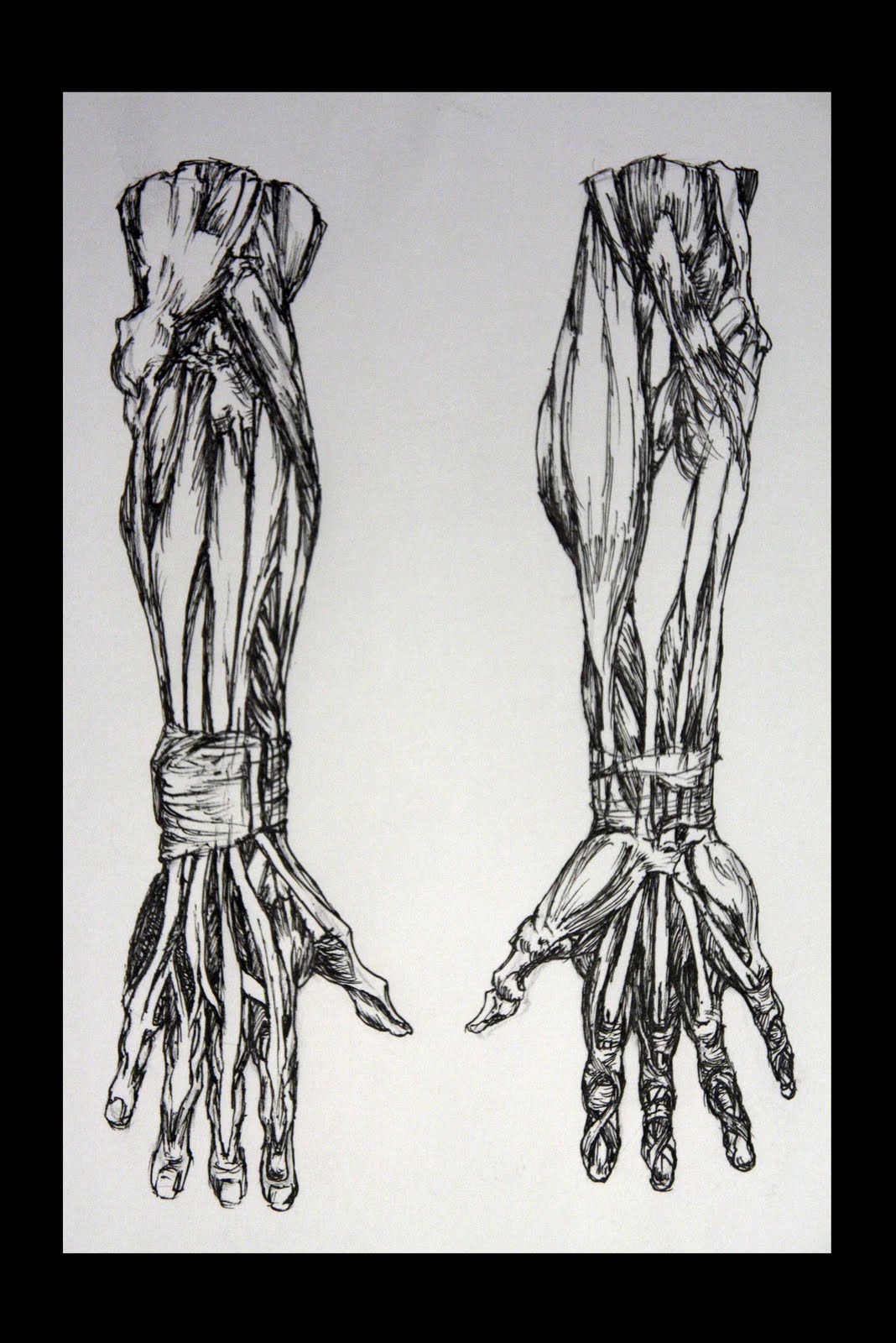 TANK's portfolio: more muscle study using pen