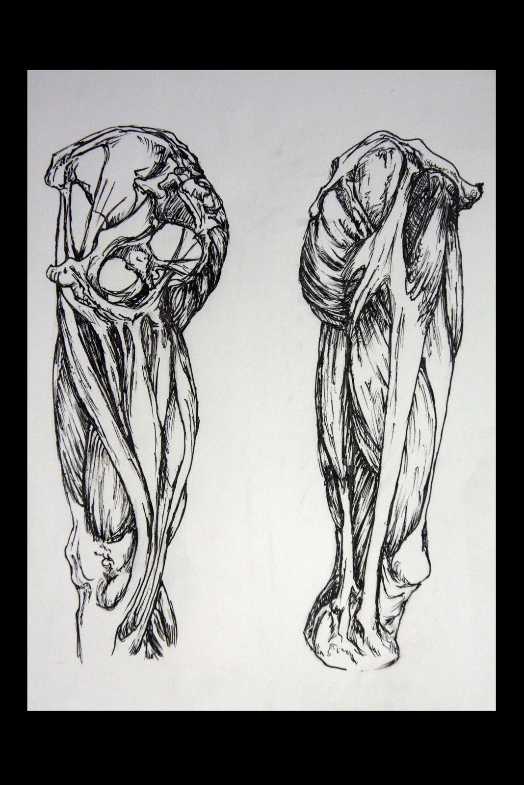 TANK's portfolio: more muscle study using pen