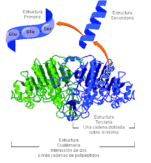 CIM TEMAS SELECTOS DE QUÍMICA 2: 6.7 AMINOÁCIDOS, POLIPÉPTIDOS Y PROTEÍNAS